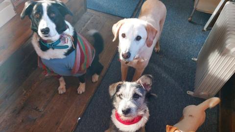 Christmas: Dogs perform Welsh chapel's nativity play - BBC News