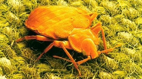 Bed bugs repulsed by certain colours - BBC News