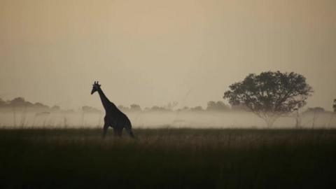 Inside Africa's biggest bushmeat market in Angola - BBC News
