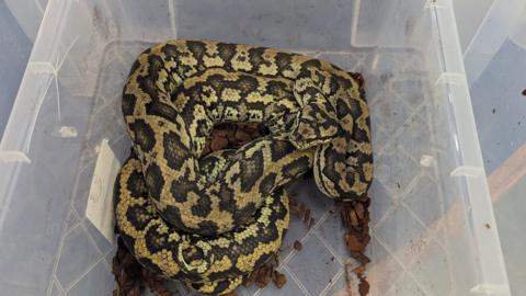 Carpet pythons found abandoned in cardboard box in Doncaster - BBC News