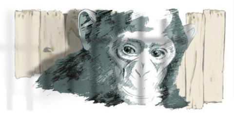 Arrests 'big step' in chimp trade battle - BBC News