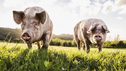 Pig cull threat not being taken seriously by PM, says vet - BBC News