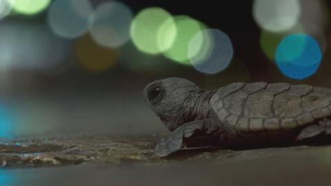 The Planet Earth II turtles were saved - BBC Newsround