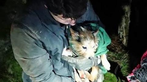 Hurt husky stretchered off Scafell Pike by rescue team - BBC News