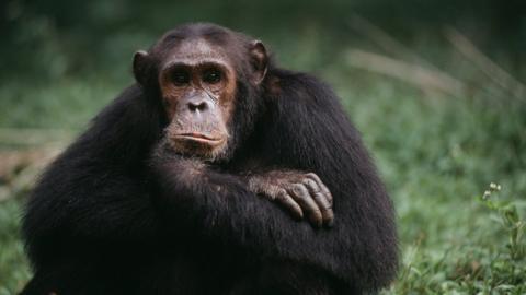 El polémico experimento soviético para crear hombres mono promovido por ...