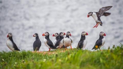 The island where people eat puffins - BBC News