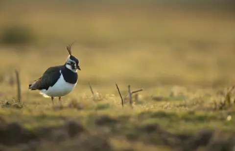 Dover: Site transformed into wetland habitat for rare species