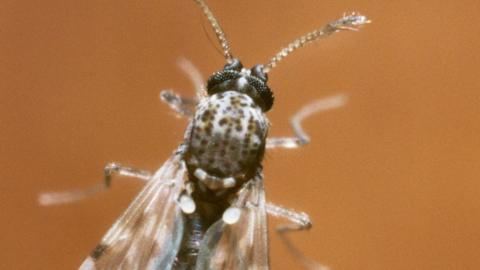 Scotland's midges carrying 'previously unknown viruses' - BBC News