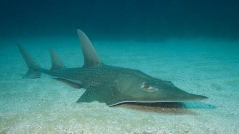 Extinction: Last chance to save 'rhinos of the oceans' - BBC News