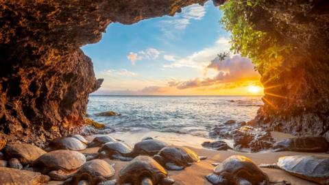 World Oceans Day: Check out these amazing ocean pics - BBC Newsround