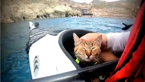 The cat who hitched a lift on a worldwide tour