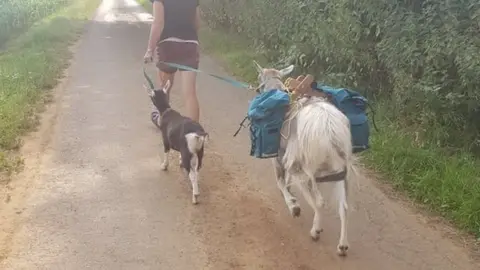 Oxfordshire goat that delivers eggs to villagers in Sibford Ferris is ...