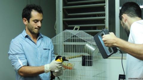 Mutilated toucan gets 3D-printed beak prosthesis - BBC News