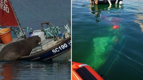 Isles of Scilly: Walrus Wally no longer welcome - BBC News