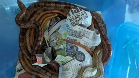 North Wingfield: Three snakes abandoned in box 'lucky to be alive'