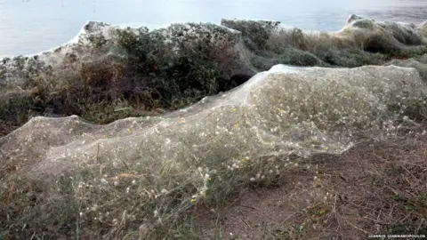 Giant spiderweb cloaks land in Aitoliko, Greece