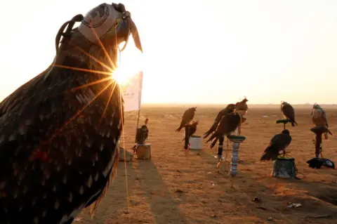 World Falconry Day: Eagle and falcons soar over desert show