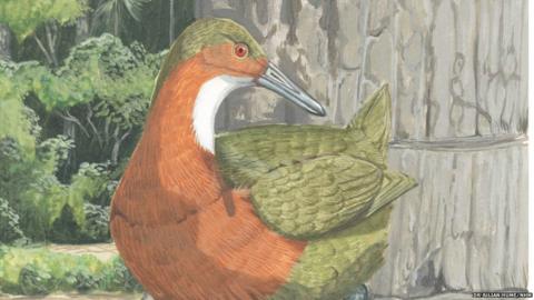 Scientists discover ancient type of panda in fossil - BBC Newsround