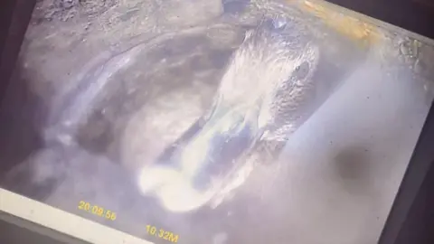 Isle of Wight: Duck stuck in drainage pipe rescued