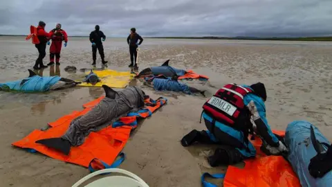 Dolphins and young rescued after stranding on Orkney beach