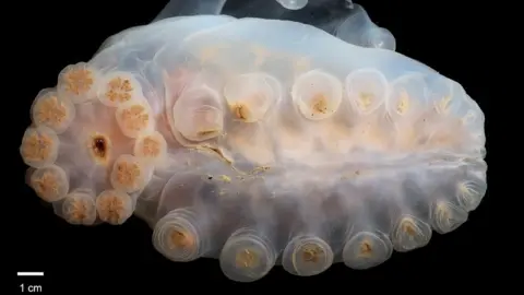 Underwater creatures: 5,000 new species found in the Pacific Ocean