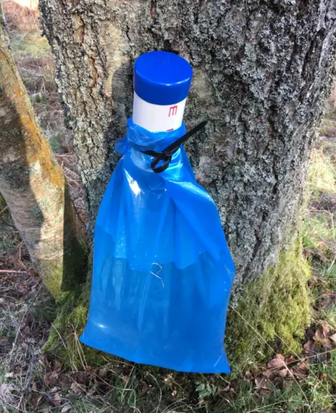 Tapping the potential of birch water