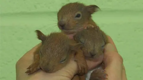 Baby red squirrels rescued after nest blown