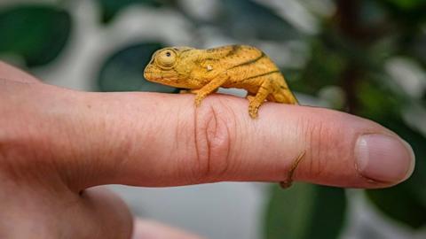 Chester Zoo celebrates first UK breeding of rare chameleon - BBC News