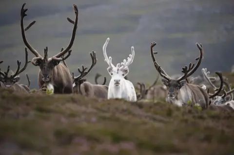 The reindeer that call Scotland's Cairngorms home