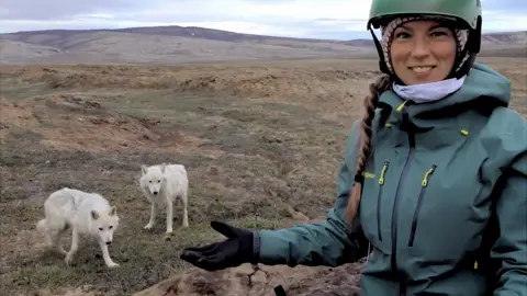 Planet Earth producer's 'crazy' first Arctic wolf encounter