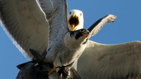 Norwich peregrine falcons caught in battle with red kite - BBC News