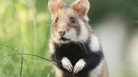 Sharks 'functionally extinct' in 20% of world's reefs - BBC News