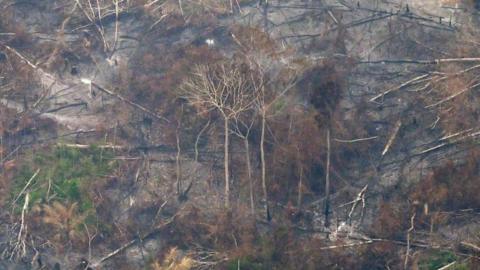 Climate change: Spike in Amazon emissions linked to law enforcement ...