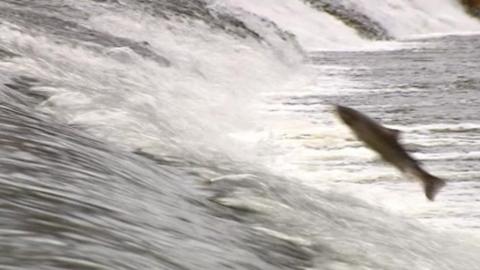 Duffield weir removal to help salmon get to breeding ground - BBC News