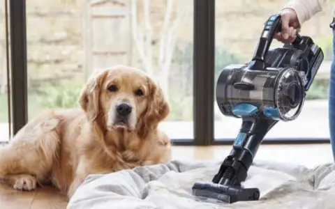 The story behind the dog that stole hearts on Strictly Come Dancing