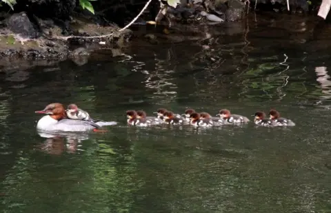 Your pictures of Scotland 4 June - 11 June