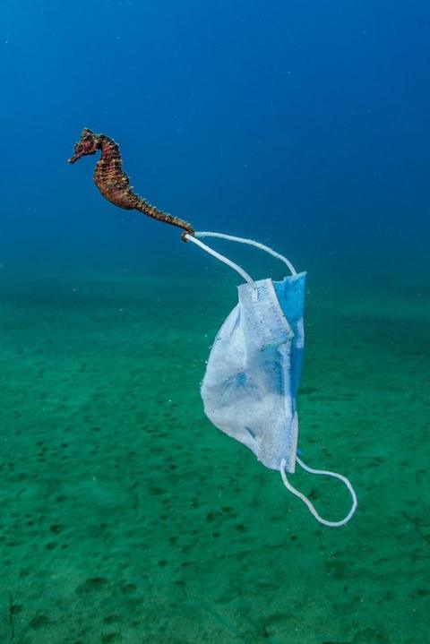 Ocean Photographer of the Year: Award winning photos - BBC Newsround