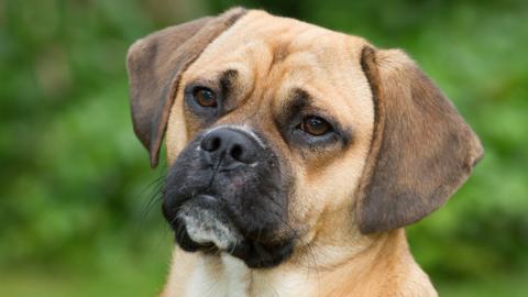 Labrador has been voted Britain's favourite dog breed - BBC Newsround