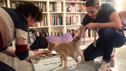 Bionic cat Vito becomes 'superstar' with his prosthetic legs - BBC News