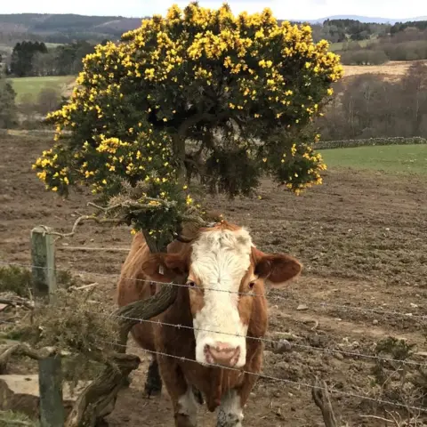 Your pictures of Scotland 10 April - 17 April