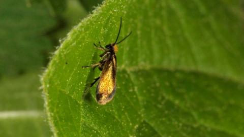 Meet the butterflies from 200 million years ago - BBC News