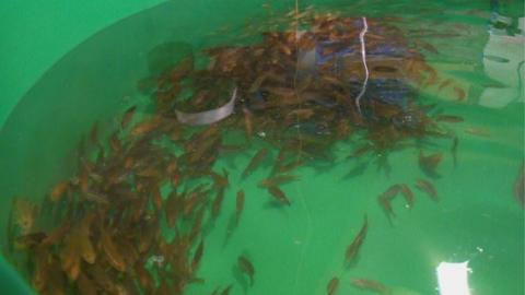 Scottish Salmon farming 'risk' to wild wrasse - BBC News