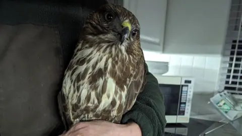Buzzard rescued from M6 released back into wild