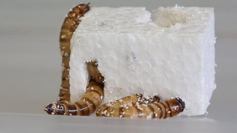Plastic-munching superworms offer hope for recycling - BBC News