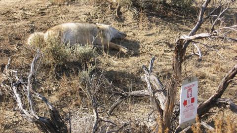 Cyanide bombs: US says it's OK to kill wild animals with deadly poison ...