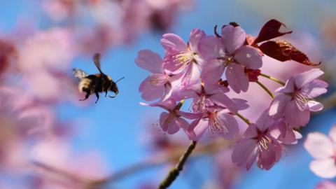 Springwatch 2024: Test your knowledge of spring with our quiz - BBC ...