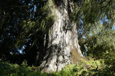 World is home to '60,000 tree species' - BBC News