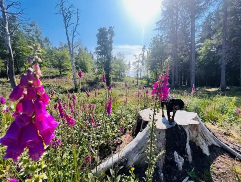 Your pictures of Scotland: 7 July to 14 July