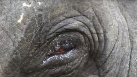 The woman trying to save India's tortured temple elephants - BBC News
