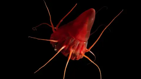 The forgotten mine that built the atomic bomb